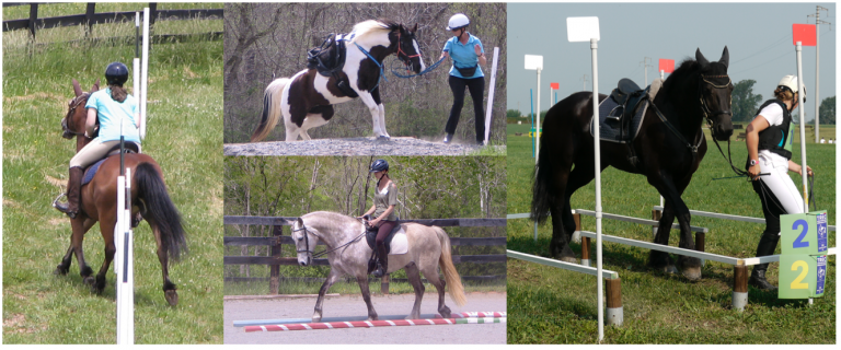 Sport of TREC, Ridden Obstacles | Sport of TREC